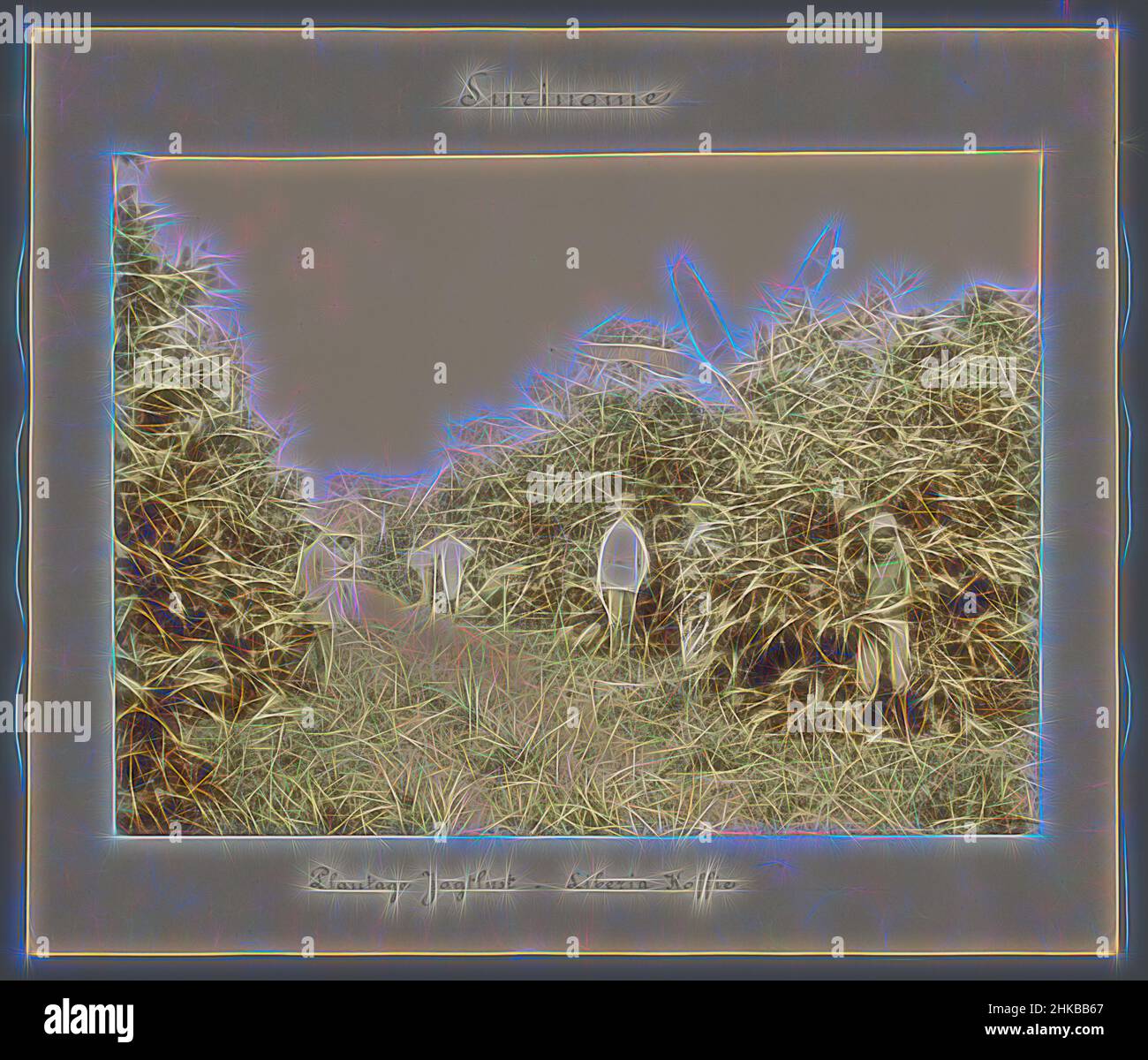 Inspired by Plantation Jagtlust - Liberia Coffee, Pickers and overseers ...