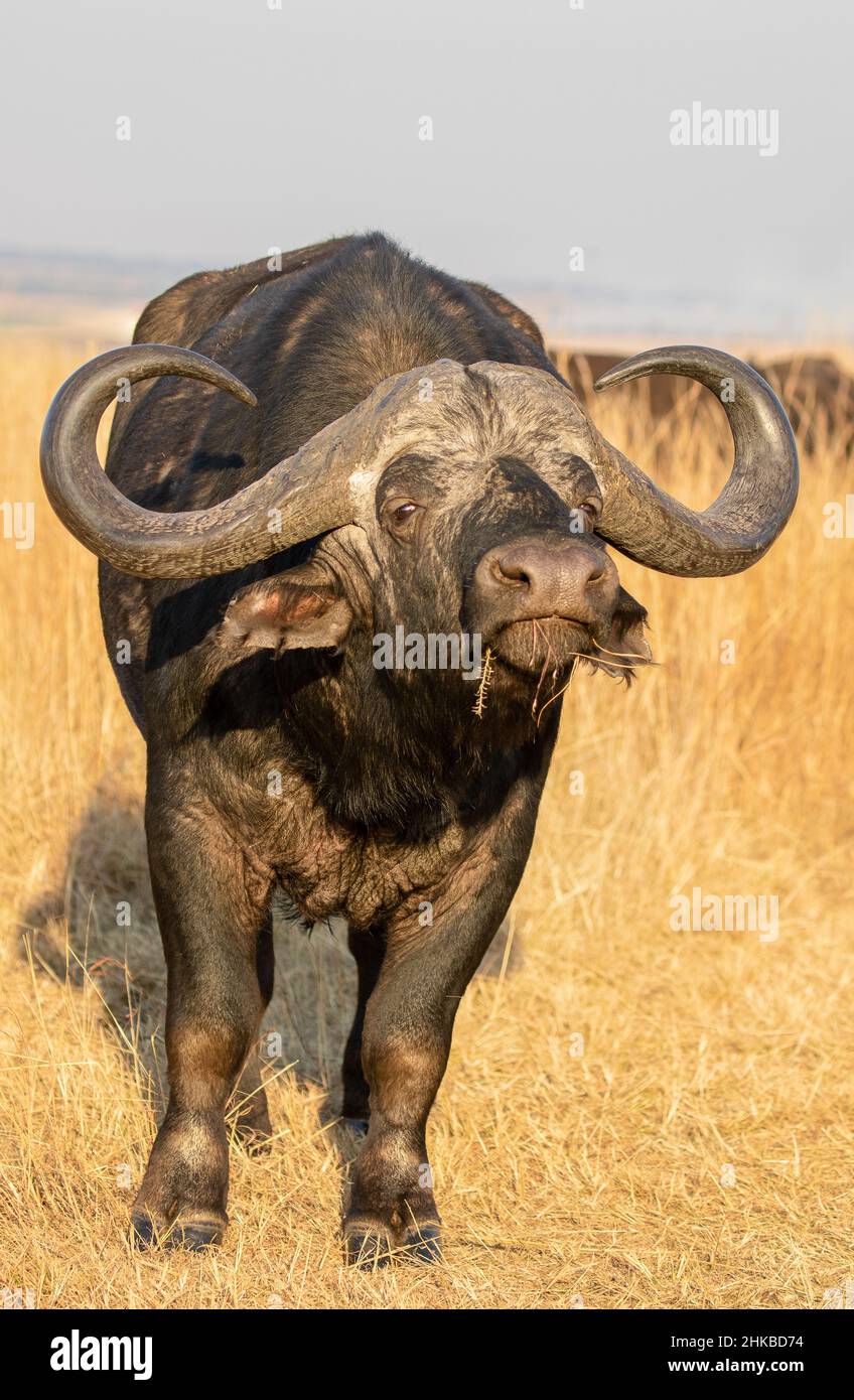 African buffalo, South Africa Stock Photo - Alamy