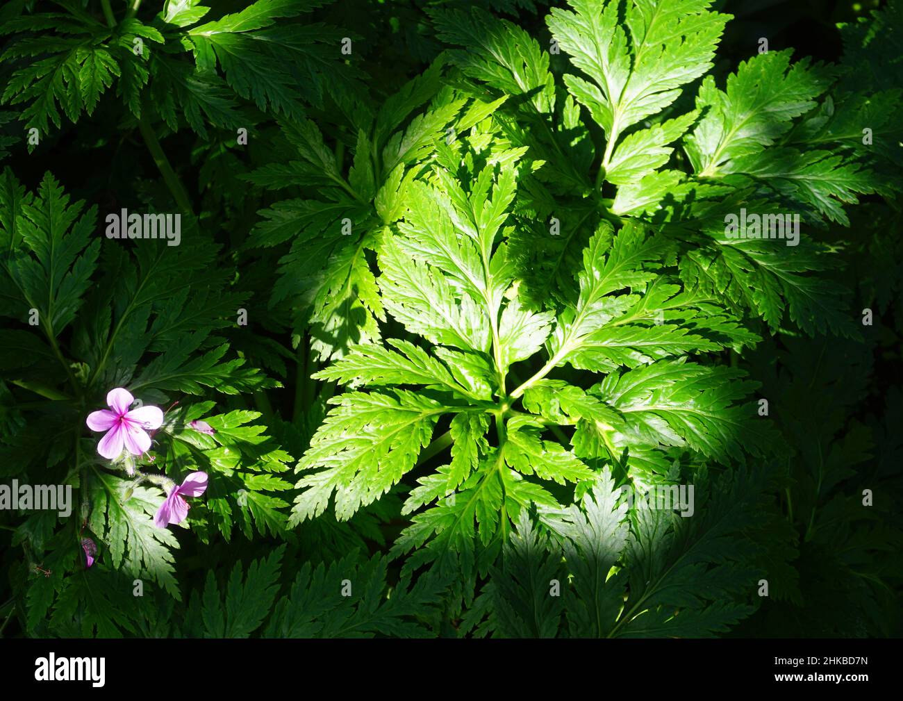 Background of sun dappled leaves hi-res stock photography and images ...