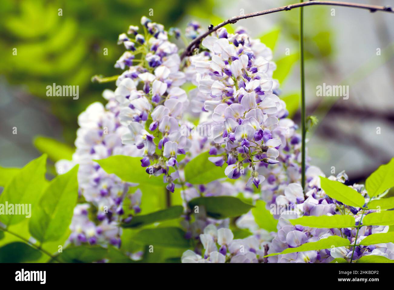 Purple wisteria, a climbing ornamental shrub with hanging clusters of ...