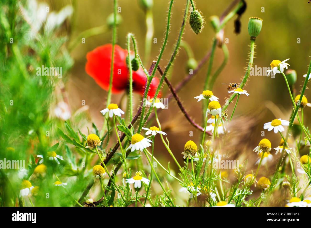Poppy flowers. Poppy is a herbaceous plant with showy flowers, milky ...