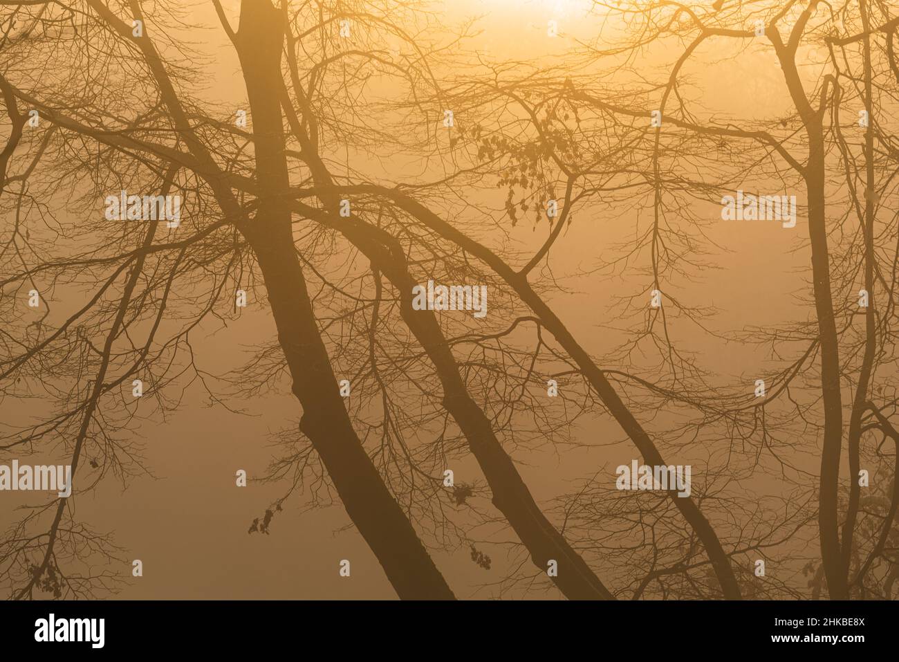 Tree branches in misty forest at sunrise Stock Photo - Alamy