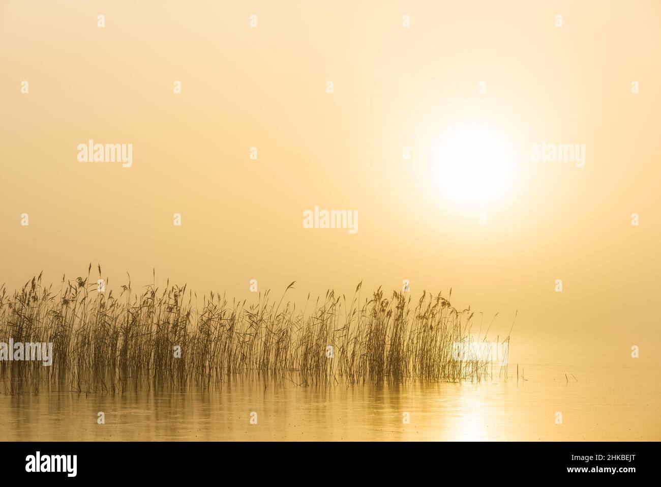 Reeds in misty landscape hi-res stock photography and images - Alamy