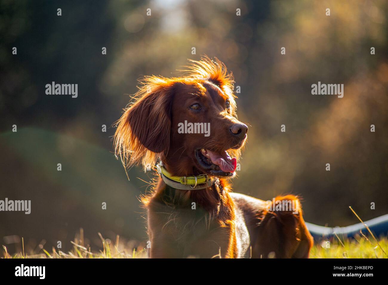 Portrait of Irish Red Setter Dog Stock Photo - Alamy
