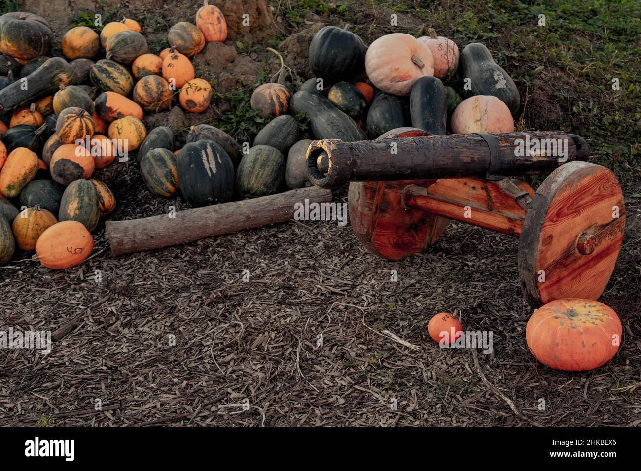 Wooden Cannon among harvested pumpkins Stock Photo - Alamy