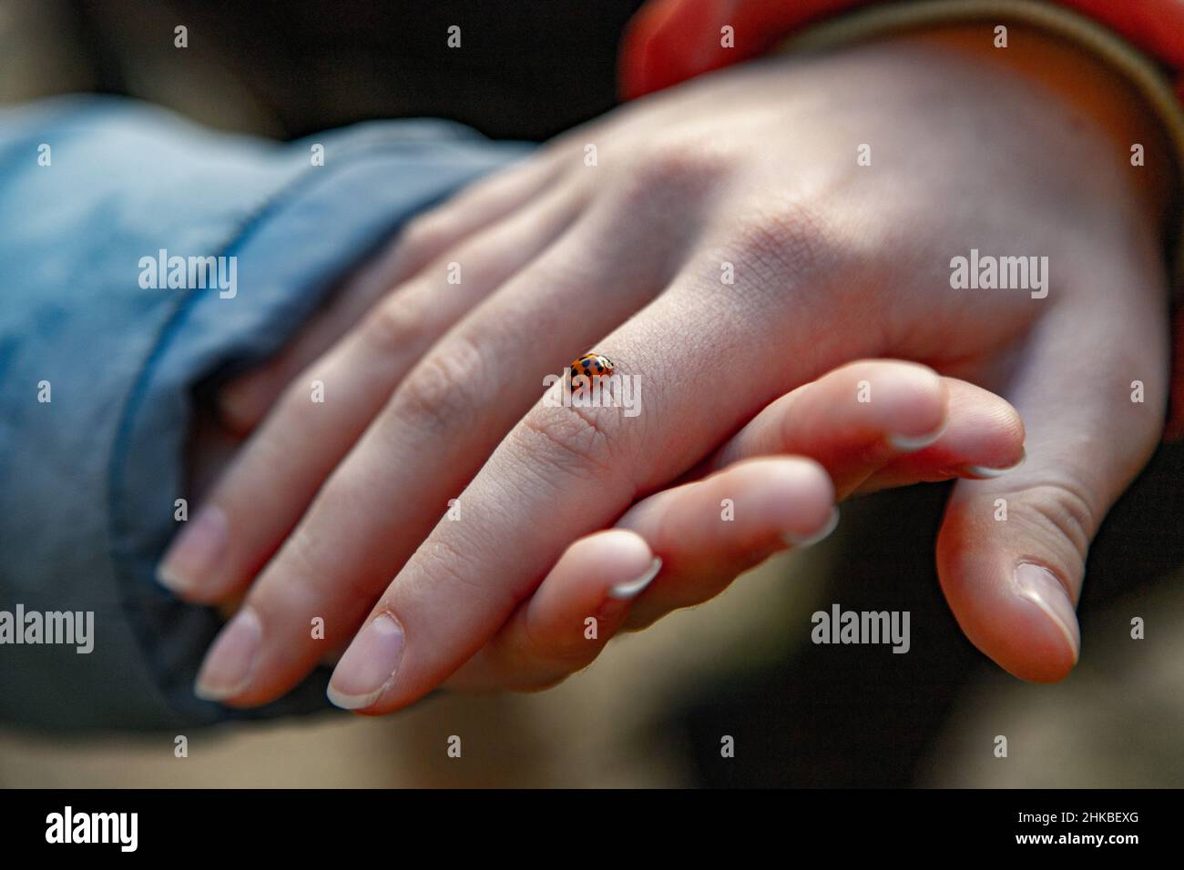Insect on arm hi-res stock photography and images - Alamy