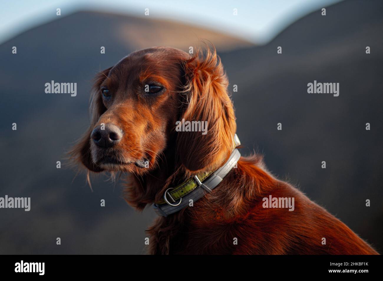 Portrait of Irish Red Setter Dog. Mountains on Background Stock Photo ...