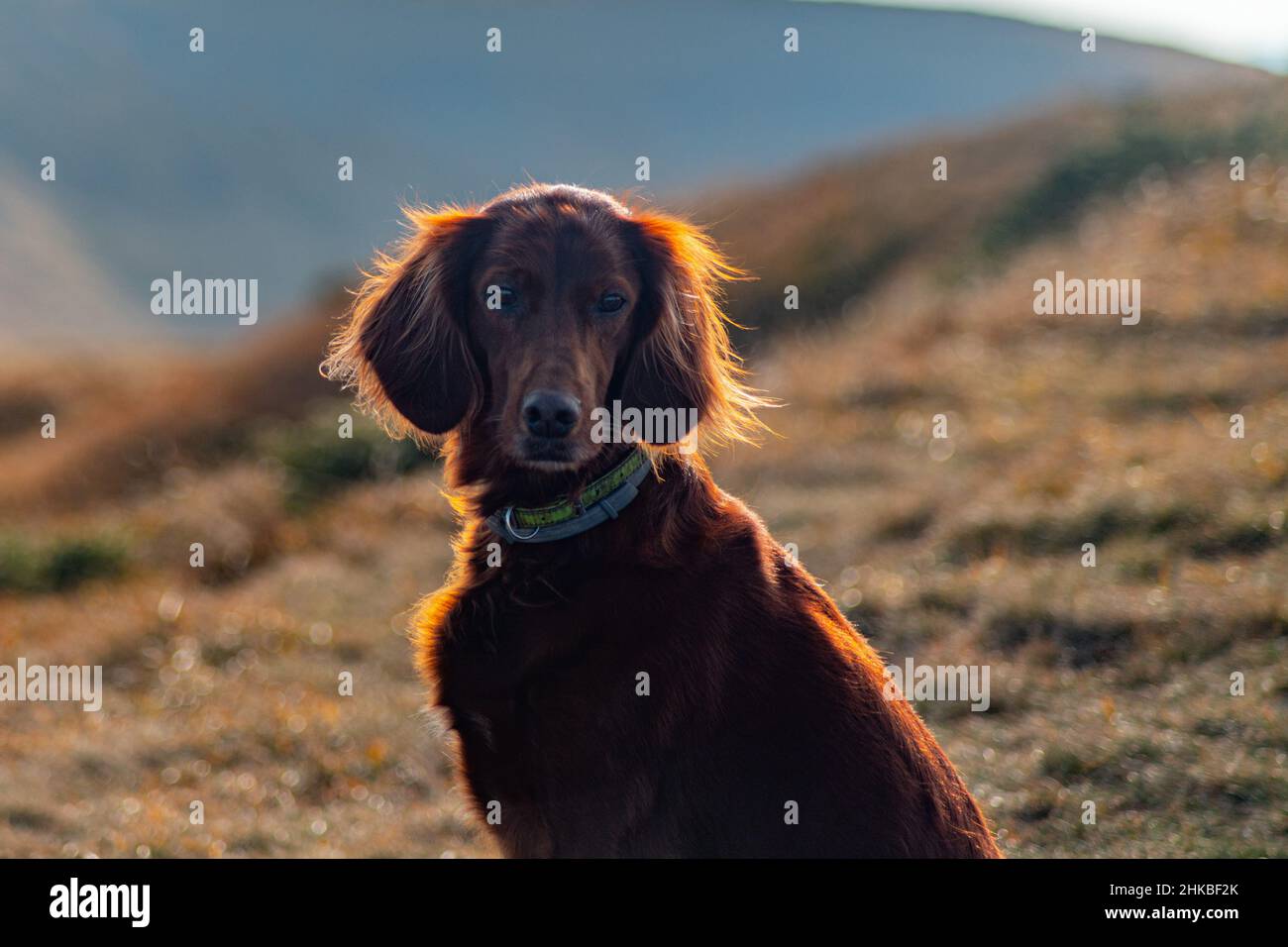 Portrait of Irish Red Setter Dog. Mountains on Background Stock Photo ...