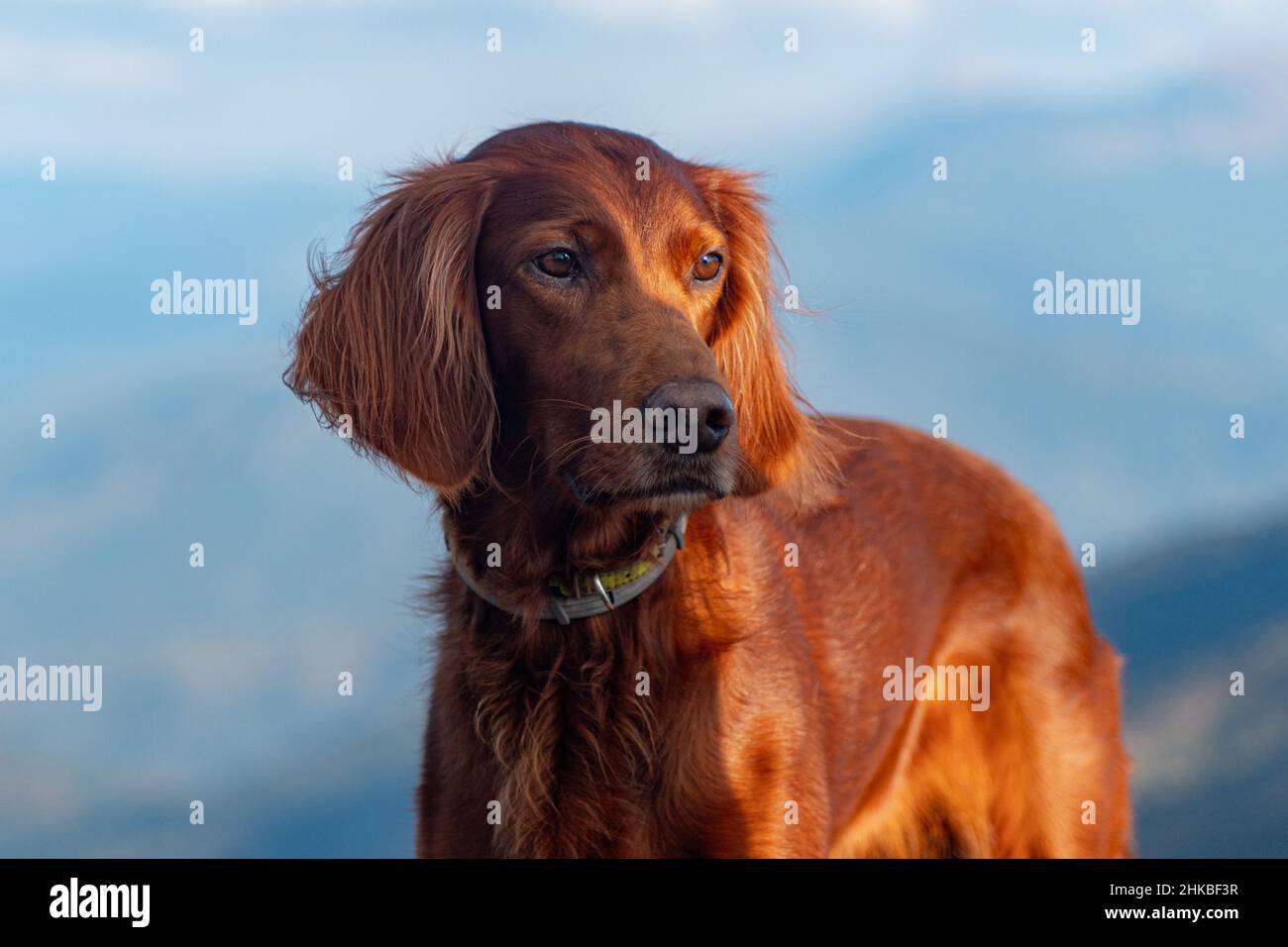 Red setter eyes hi-res stock photography and images - Alamy