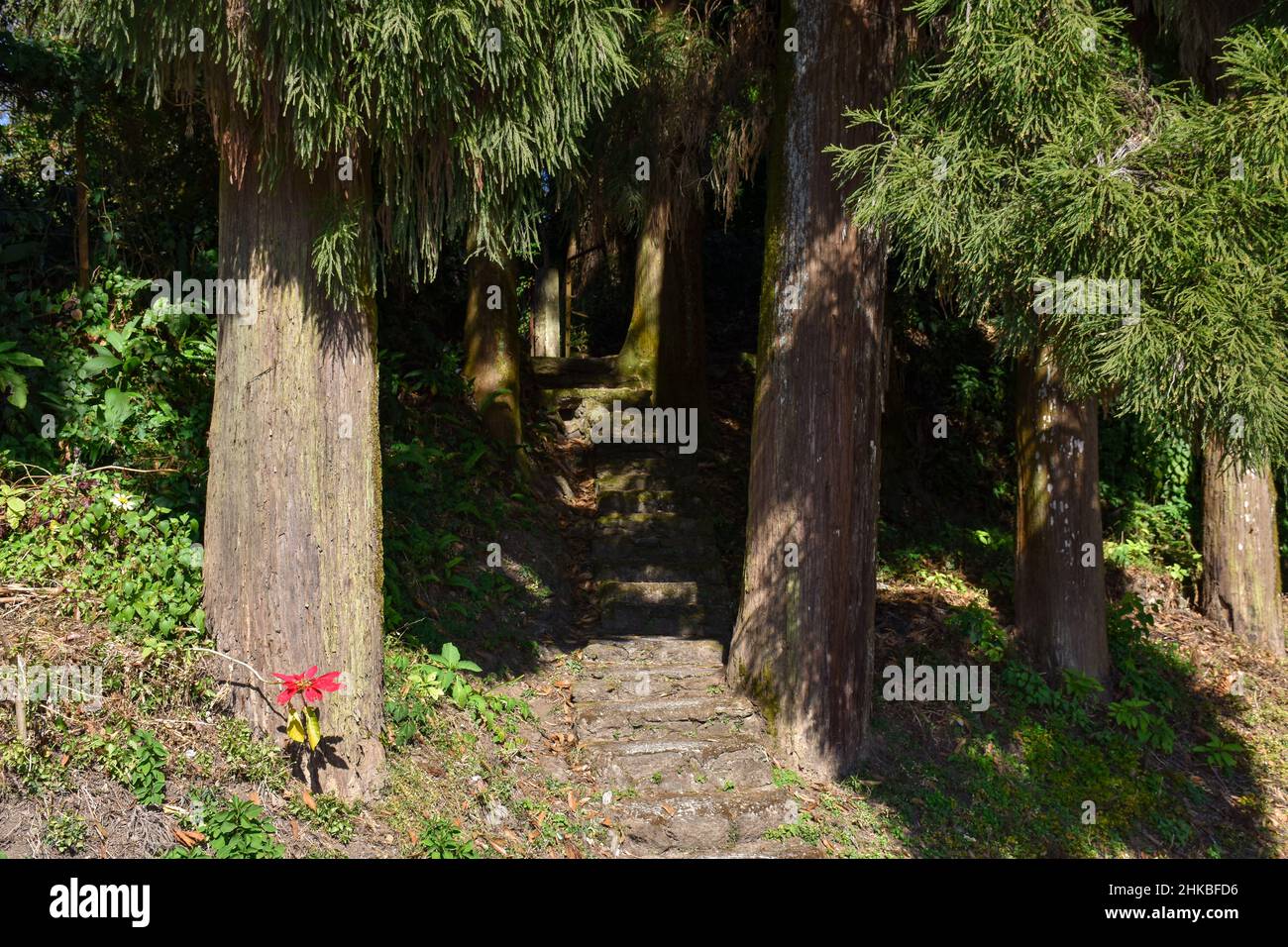 Red bark pine trees hi-res stock photography and images - Alamy