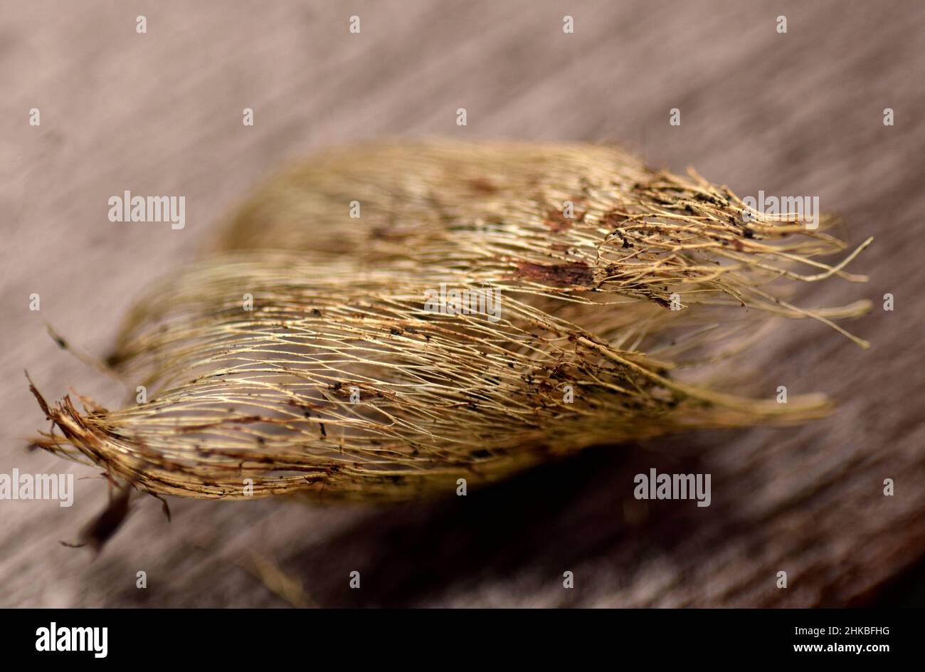 Chinese gooseberry hi-res stock photography and images - Alamy