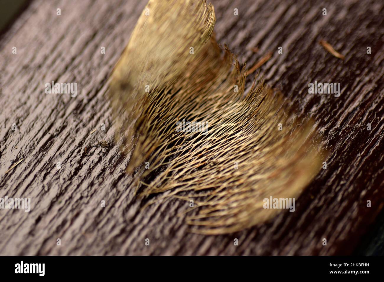 Physalis alkekengi, chinese gooseberry, seed casing Stock Photo - Alamy