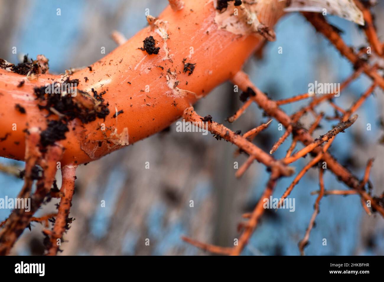 Orange still life hi-res stock photography and images - Alamy