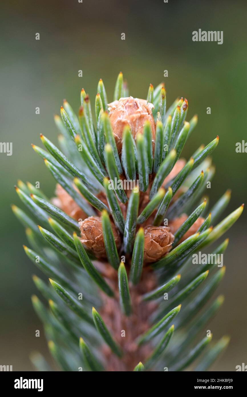 Colorado spruce koster hi-res stock photography and images - Alamy