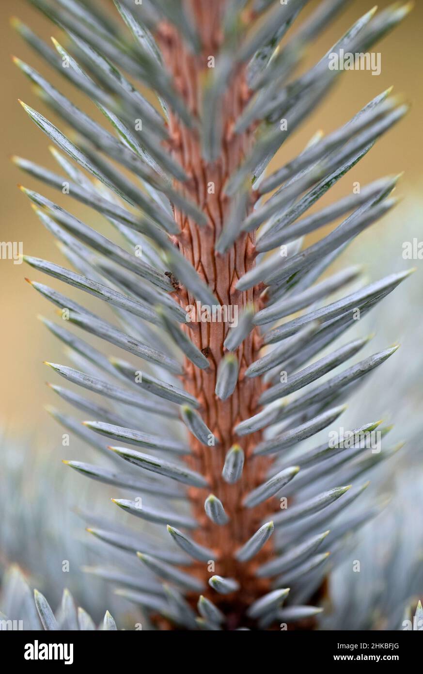 detail of colorado spruce, england Stock Photo - Alamy