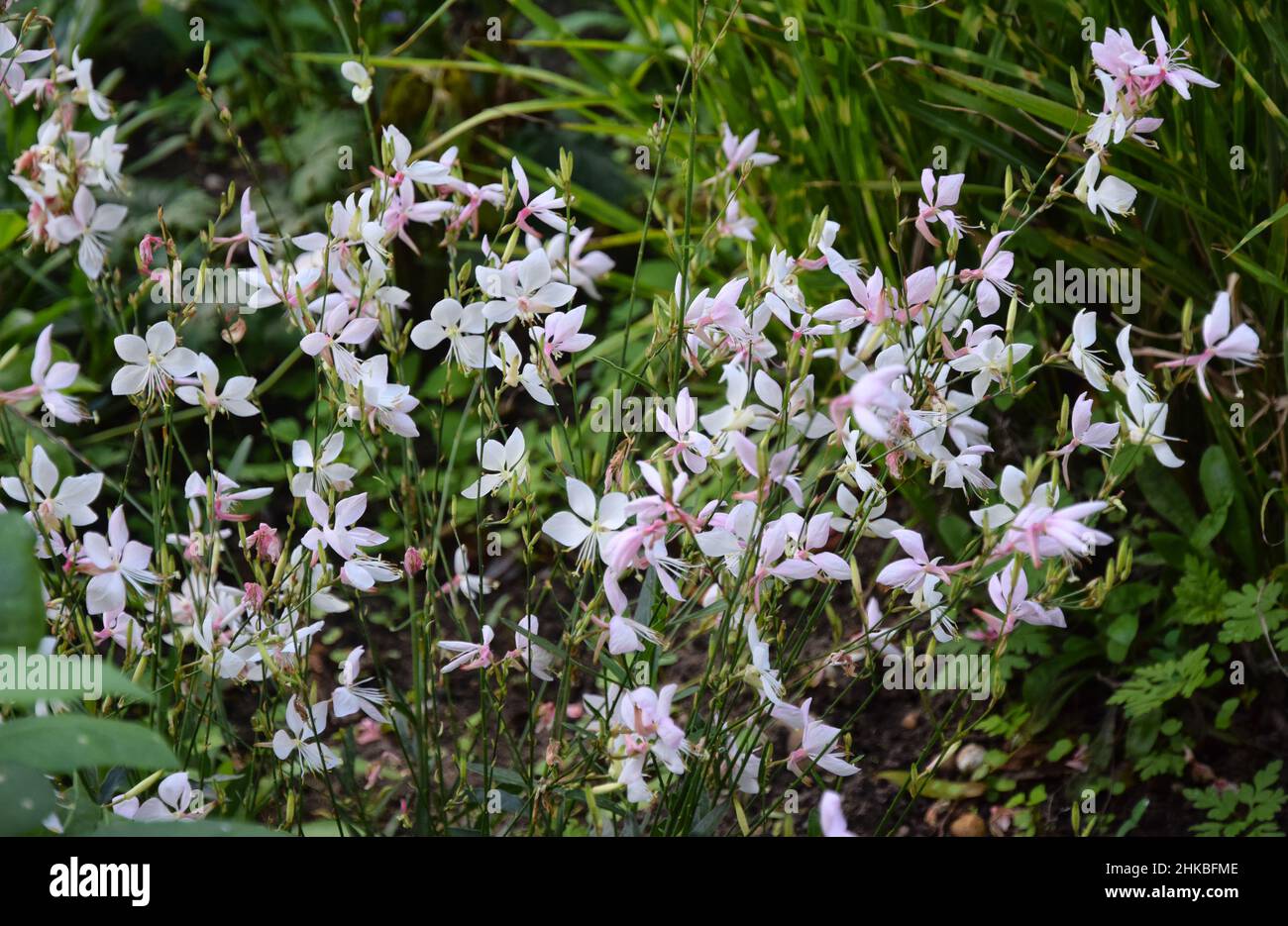Gaura autumn hi-res stock photography and images - Alamy