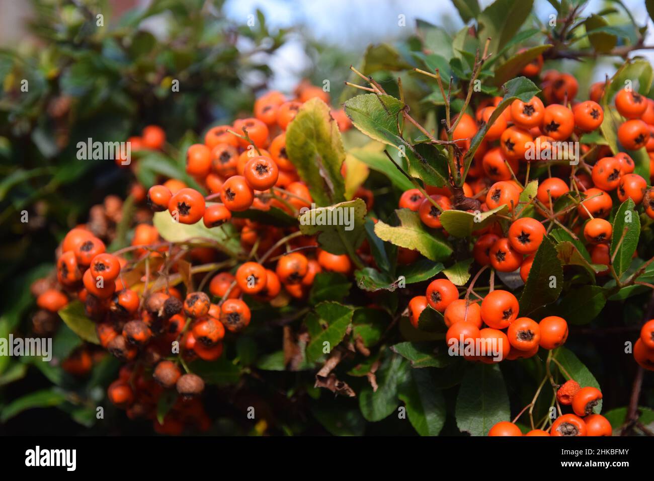 Pyracantha red berries hi-res stock photography and images - Alamy
