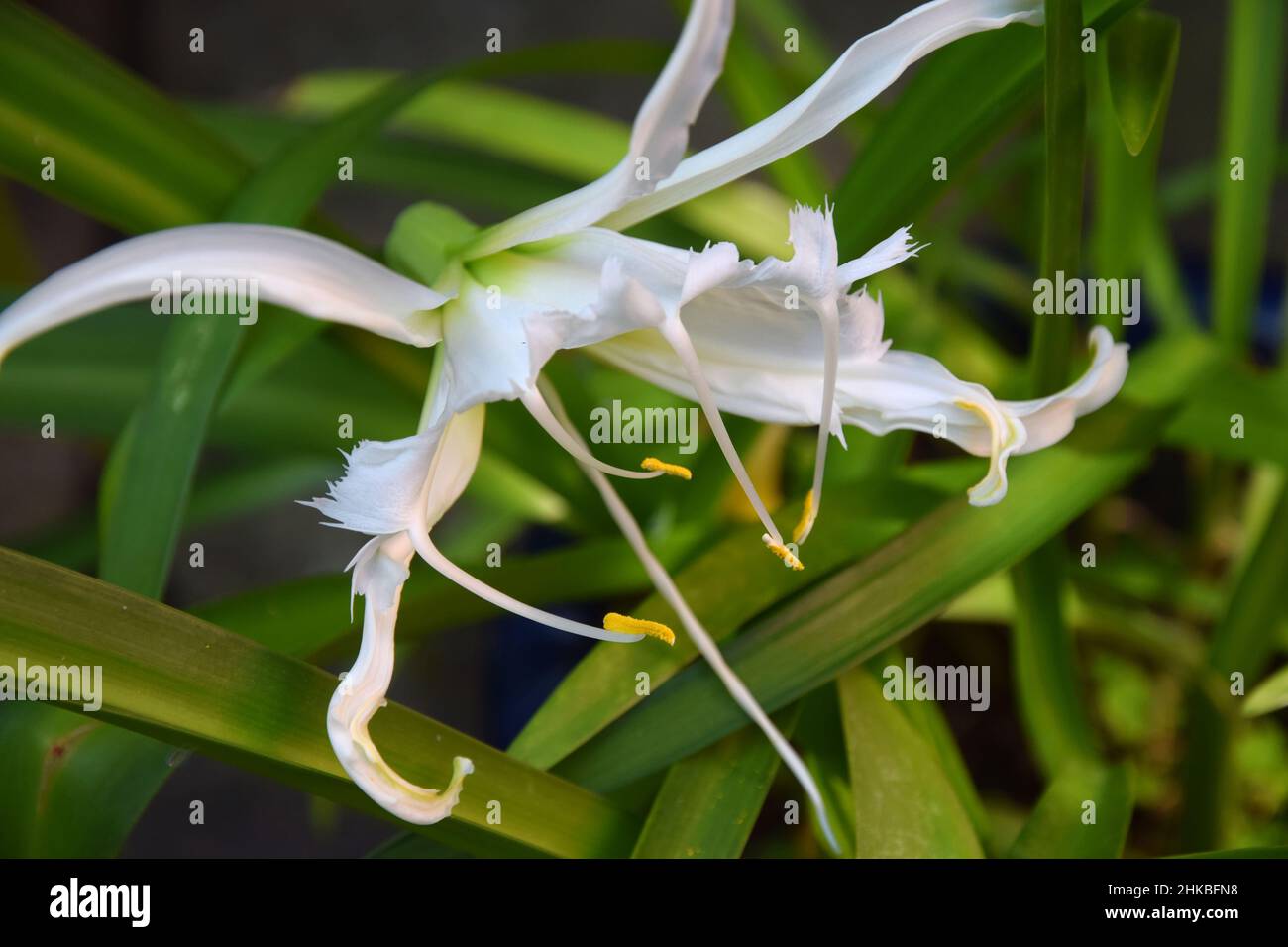 white nerine flower Stock Photo - Alamy