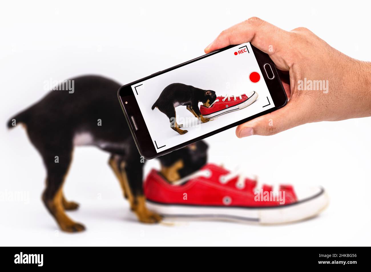 puppy being shot by black smartphone cellphone. Videos of cute animals ...