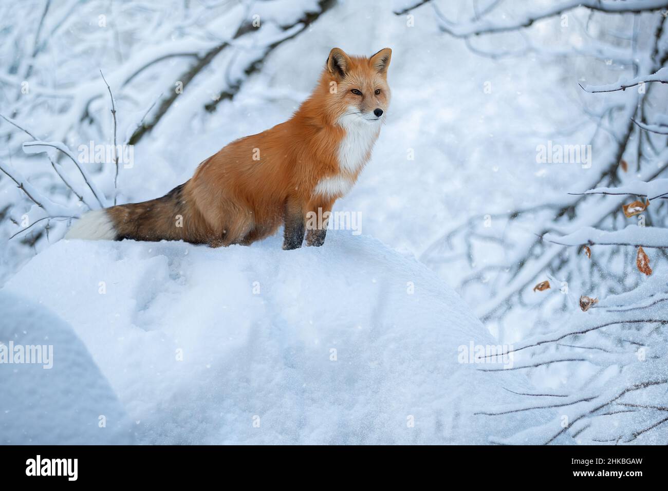 Fox in winter in a snowy field Stock Photo - Alamy