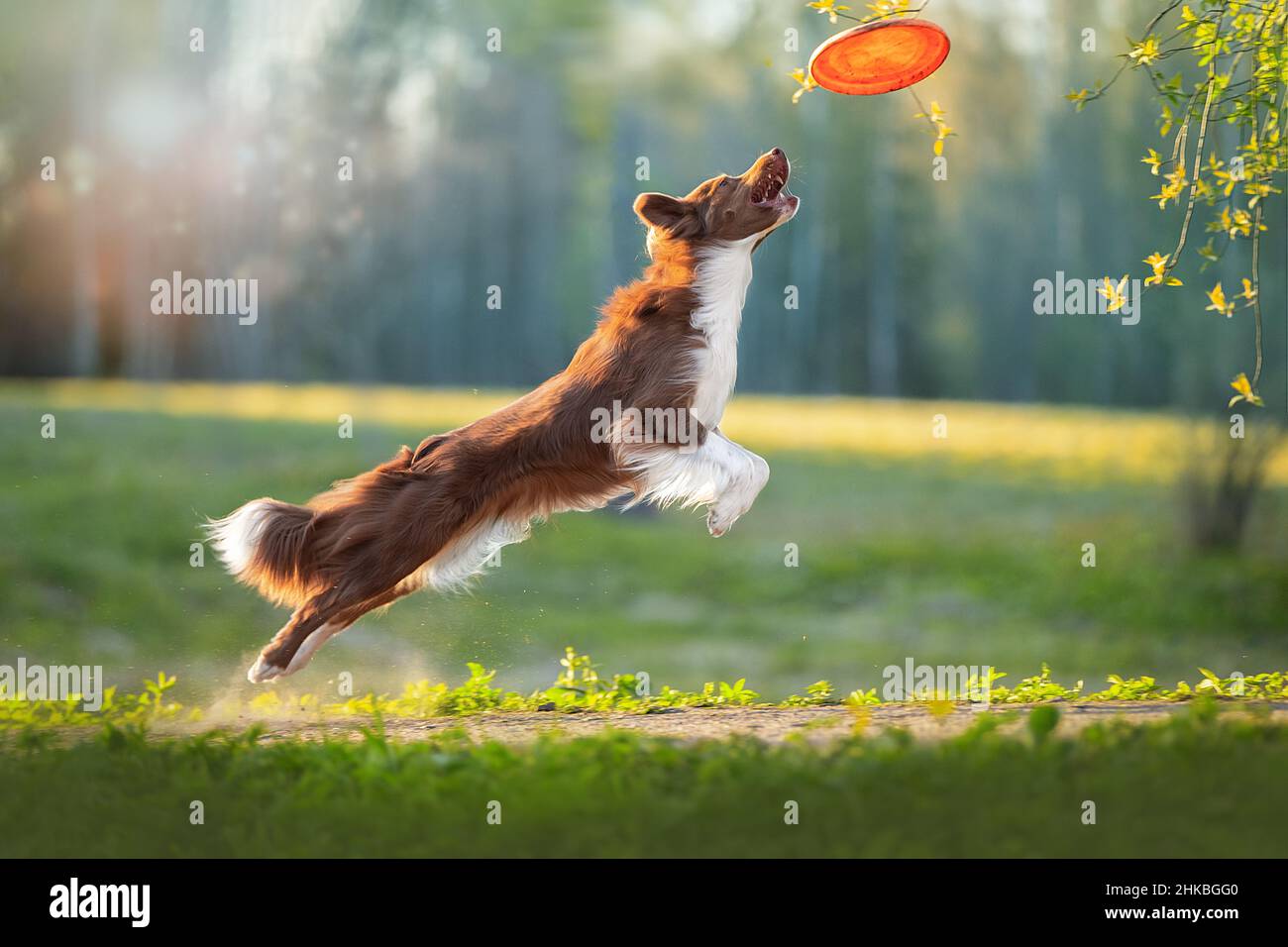 Border Collie catches a frisbee disc Stock Photo - Alamy