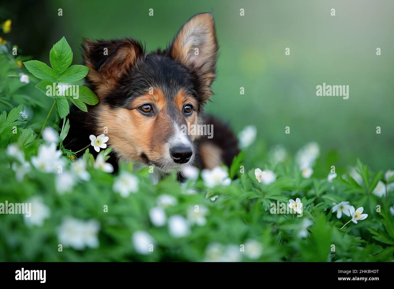 Portrait of a beautiful Border Collie in spring flowers Stock Photo - Alamy