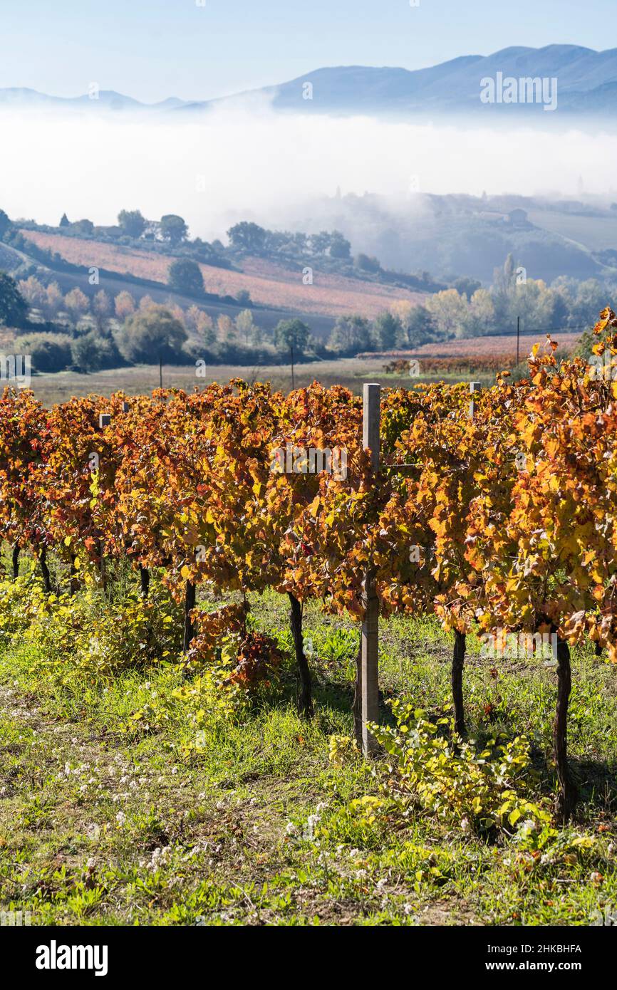 The Sagrantino Wine Route, Autumn vineyards of the Montefalco ...