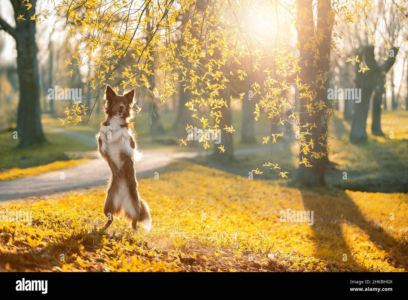 Border collie on hind legs hi-res stock photography and images - Alamy