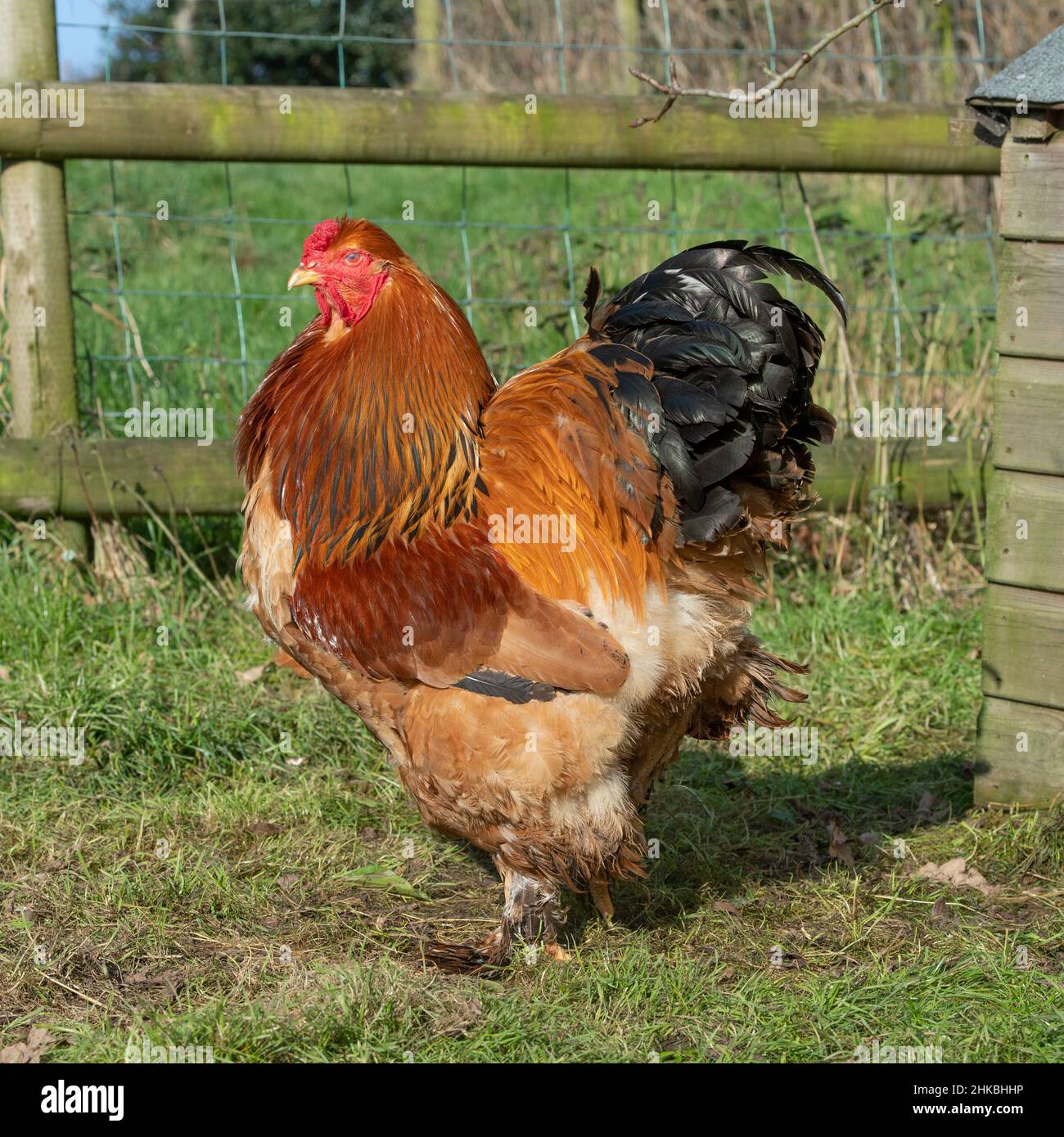 Brahma rooster hi-res stock photography and images - Alamy