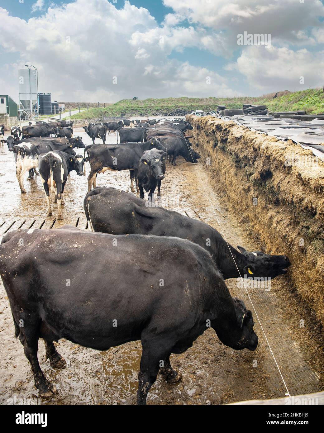 Silage production hi-res stock photography and images - Alamy