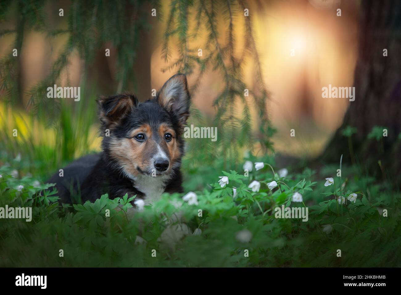 Portrait of a beautiful Border Collie in spring flowers Stock Photo - Alamy