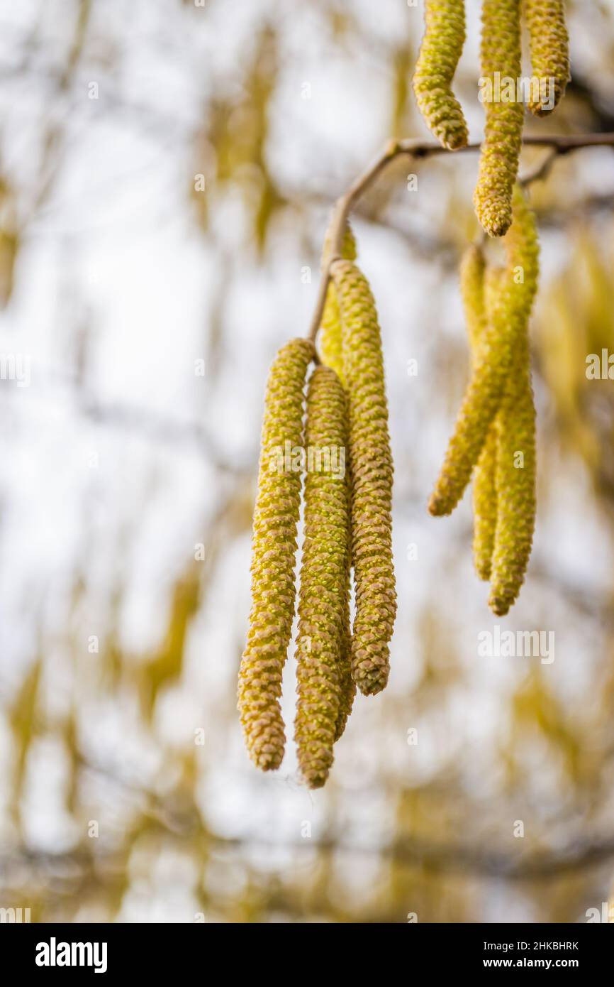 Dried buds on the branches of trees hazelnut Stock Photo - Alamy