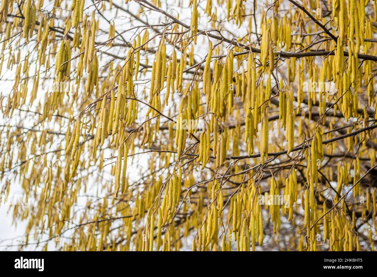 Dried buds on the branches of trees hazelnut Stock Photo - Alamy