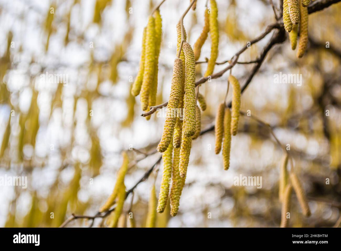 Dried buds on the branches of trees hazelnut Stock Photo - Alamy
