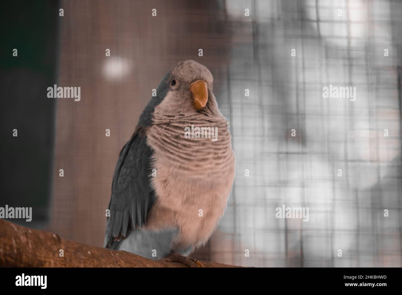 A fluffy blue monk parrot sits in an aviary. Satisfied parrot Stock ...