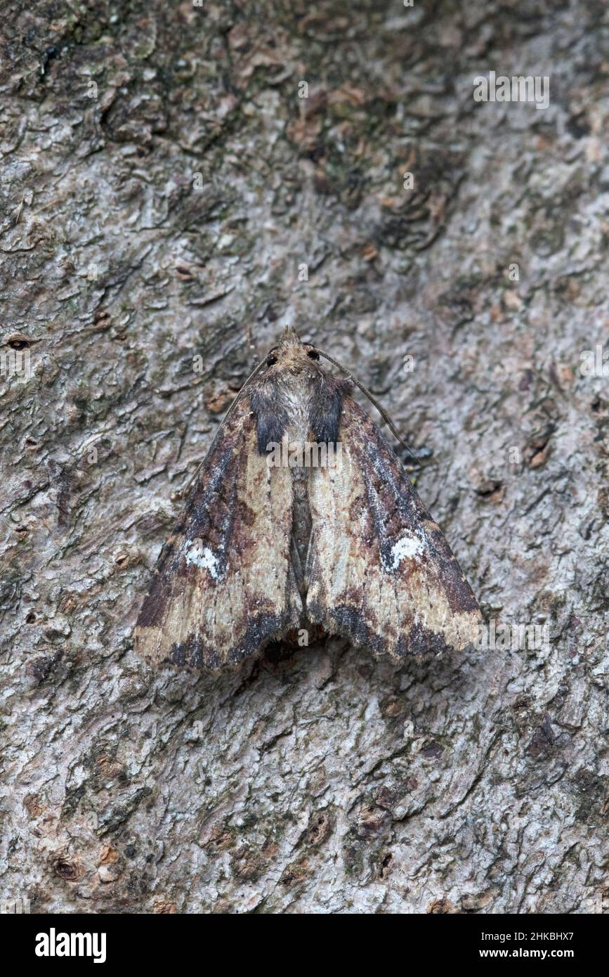 Lesser common rustic hi-res stock photography and images - Alamy