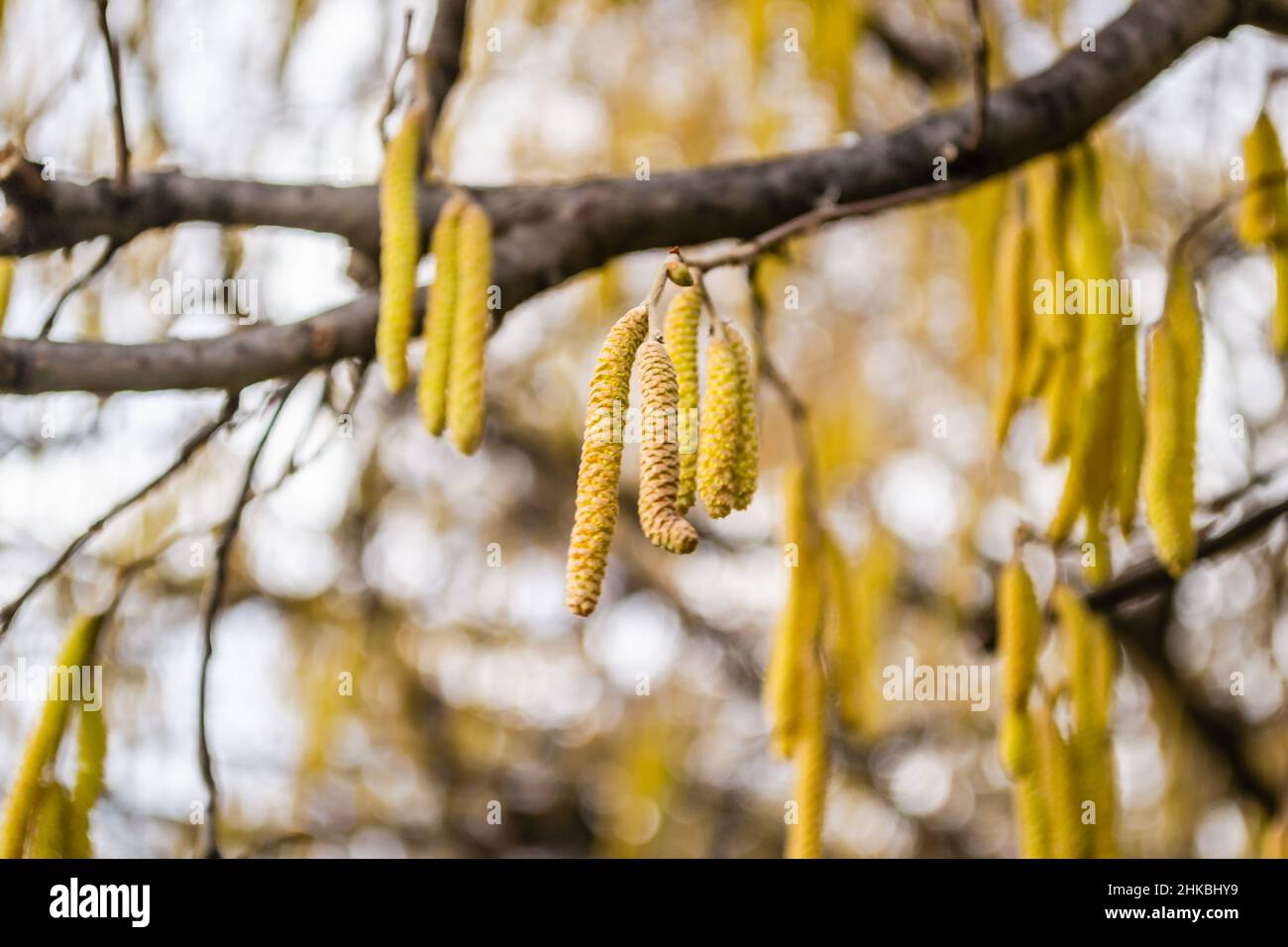 Dried buds on the branches of trees hazelnut Stock Photo - Alamy