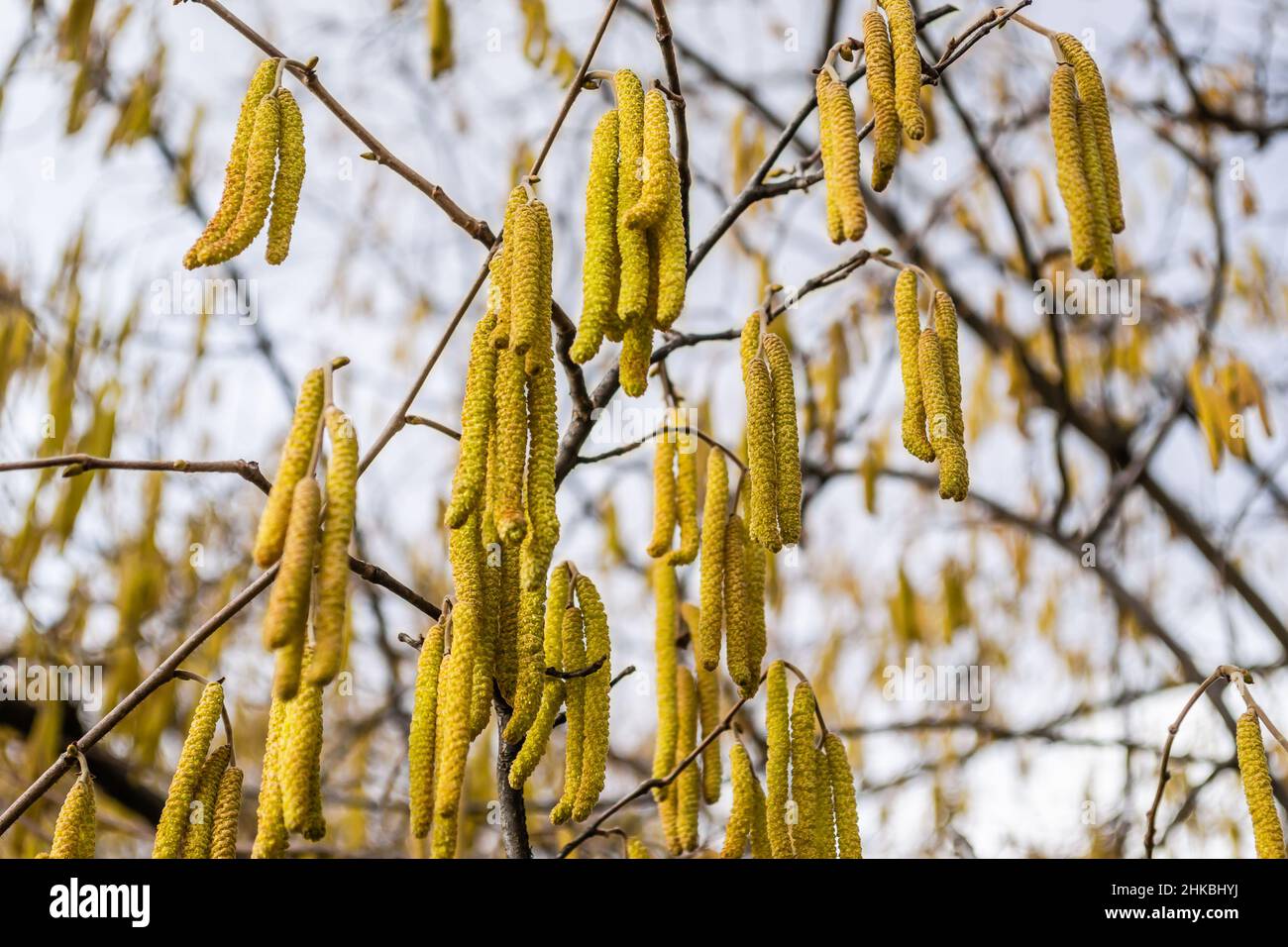 Dried buds on the branches of trees hazelnut Stock Photo - Alamy