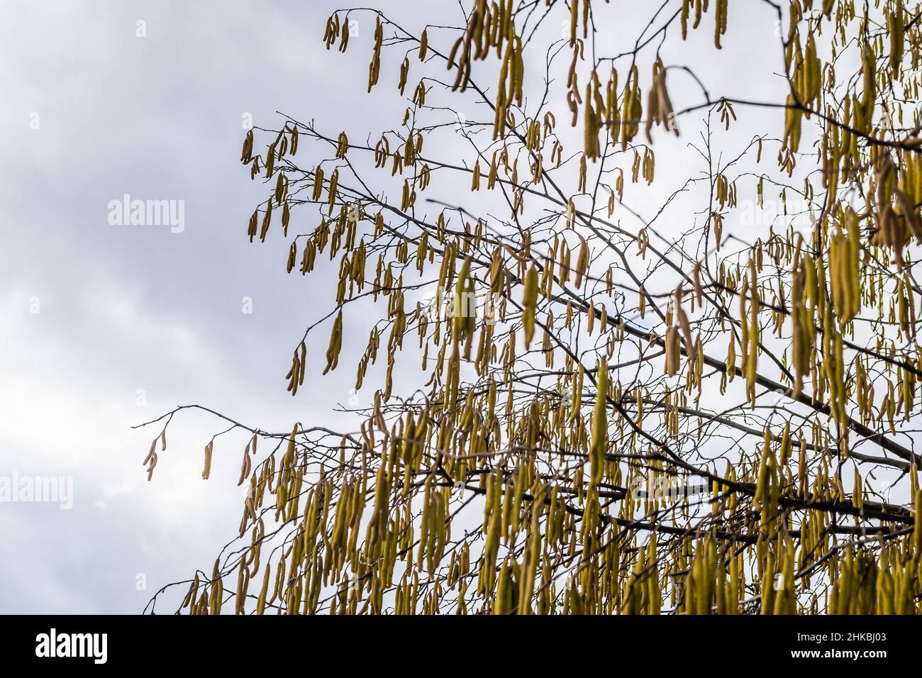 Dried buds on the branches of trees hazelnut Stock Photo - Alamy