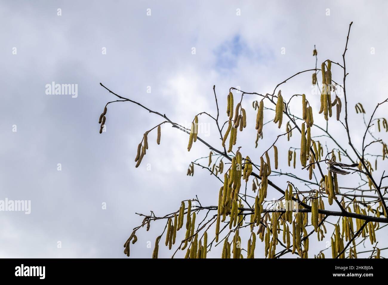 Dried buds on the branches of trees hazelnut Stock Photo - Alamy