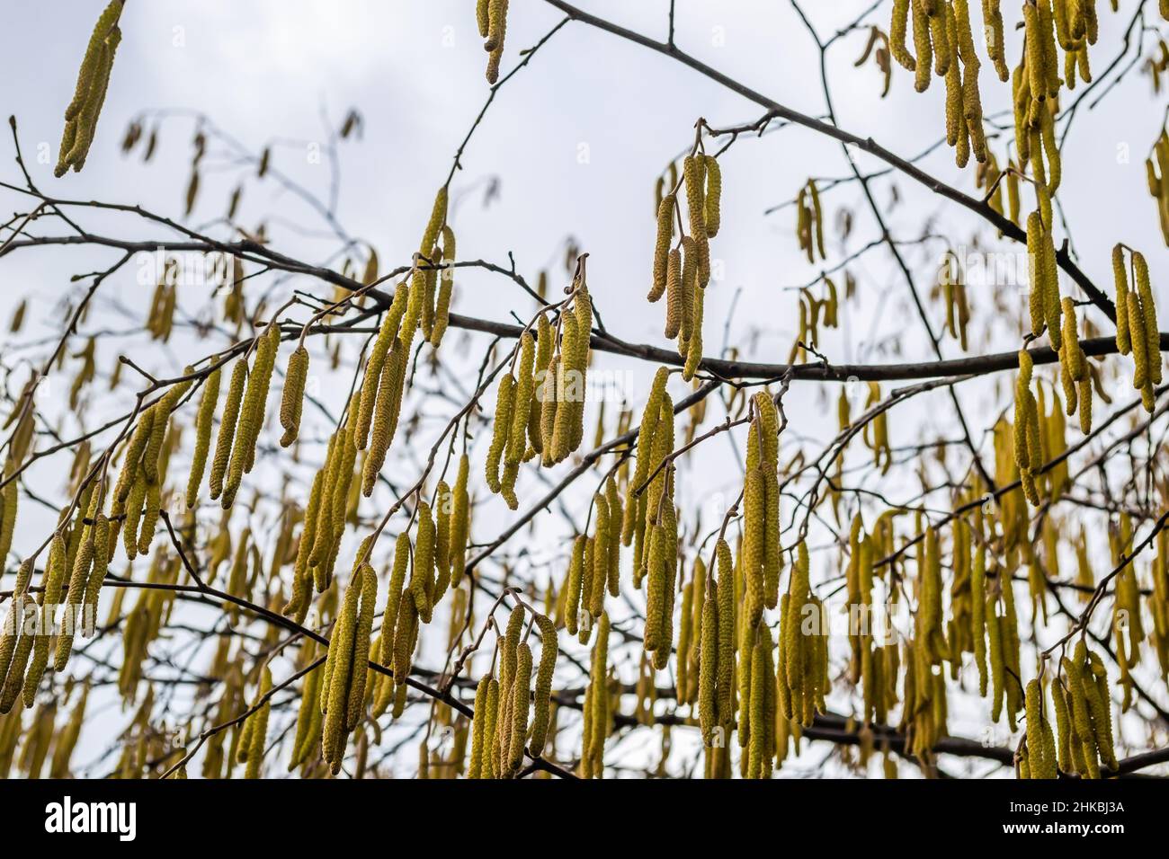 Dried buds on the branches of trees hazelnut Stock Photo - Alamy