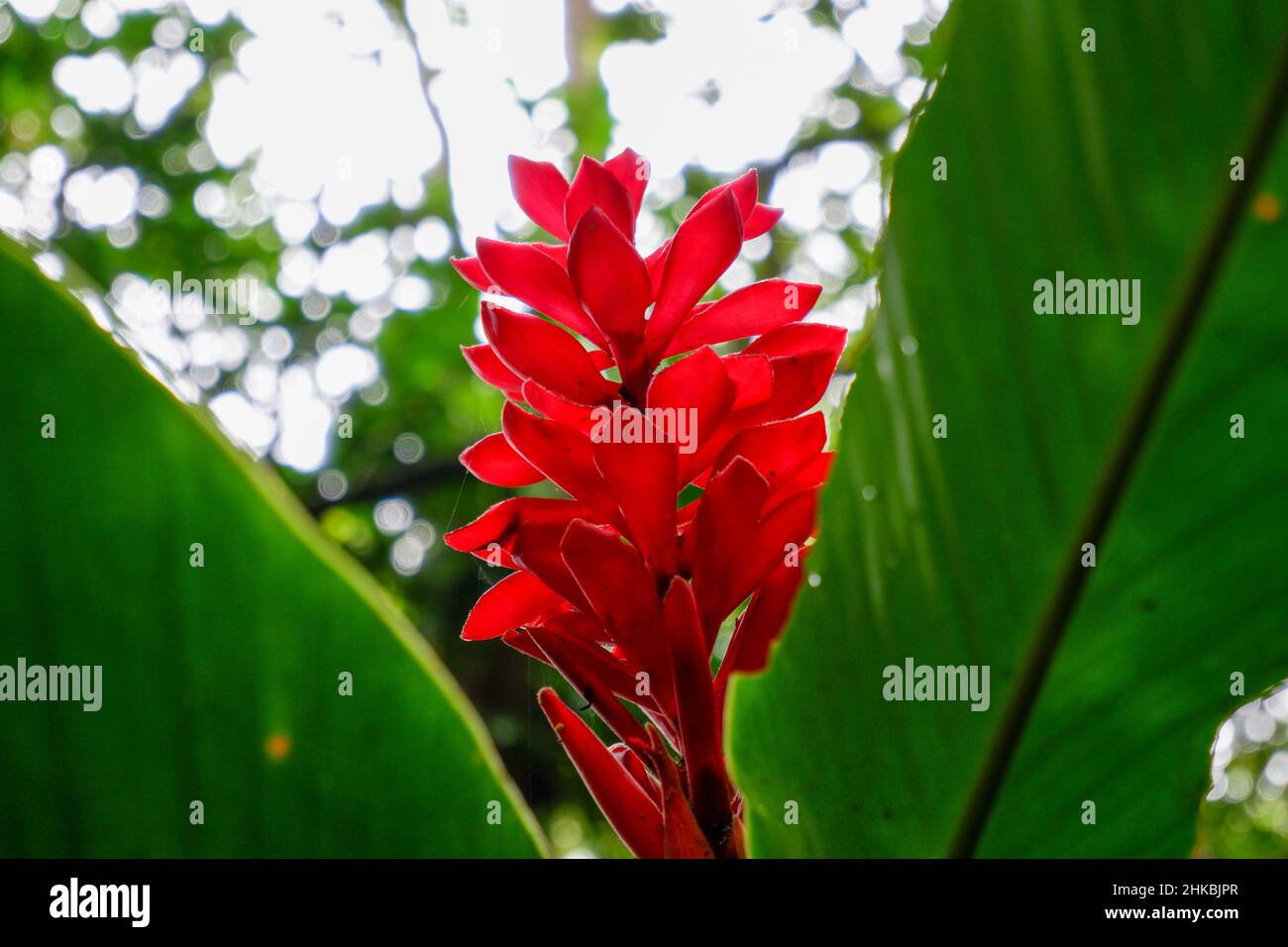 A red flower in the middle of the jungle of Chiapas, Palenque Stock Photo - Alamy