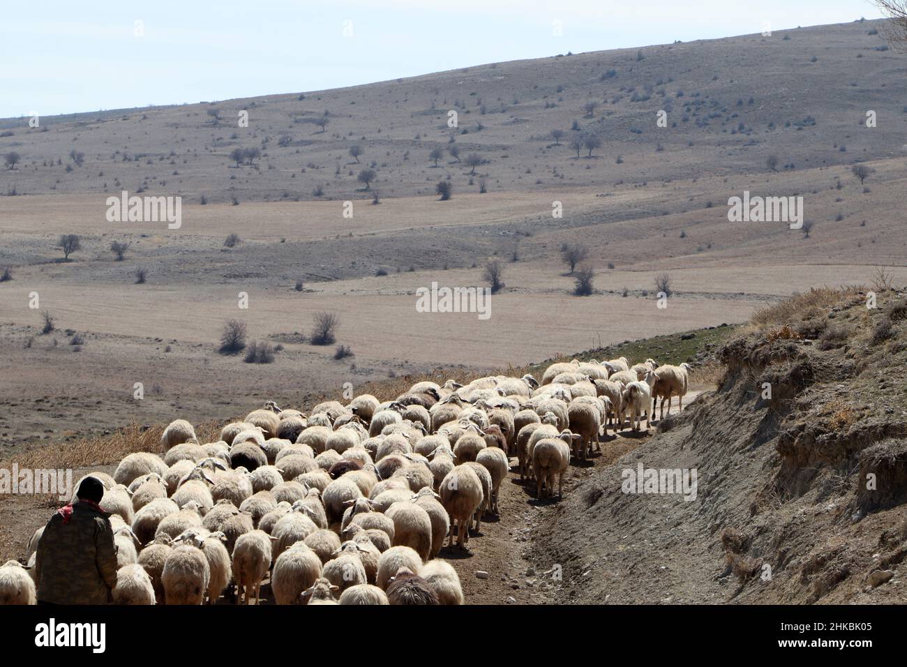 shepherd and flock of sheep Stock Photo - Alamy