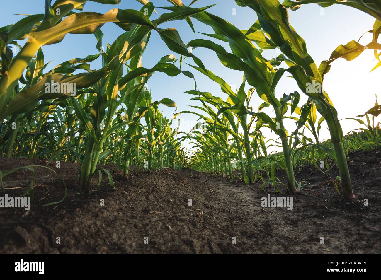Corn plantation on the background of sunset and blue sky Stock Photo ...