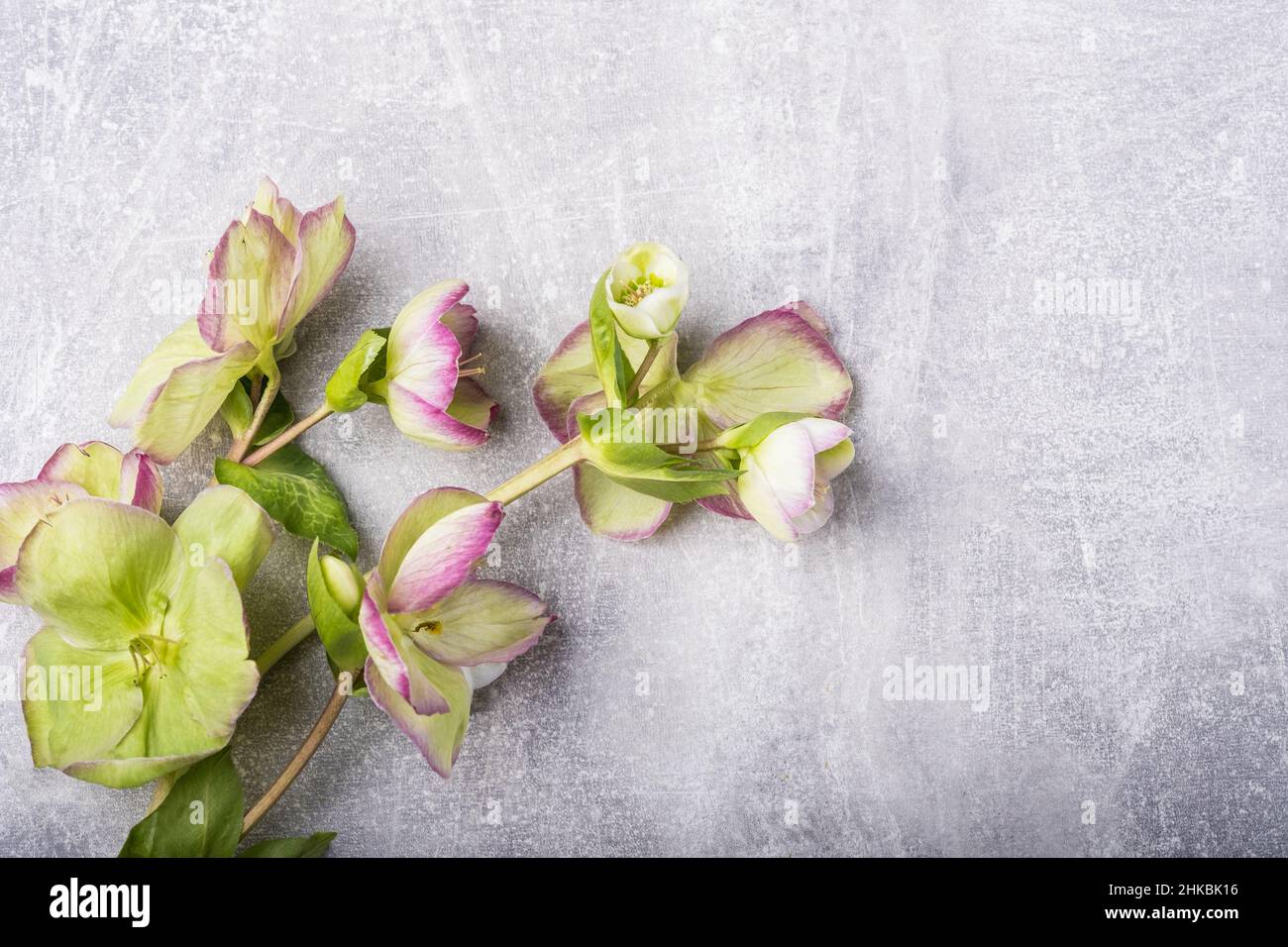 Spring blossoming hellebore flowers (lenten rose), floral flat lay ...