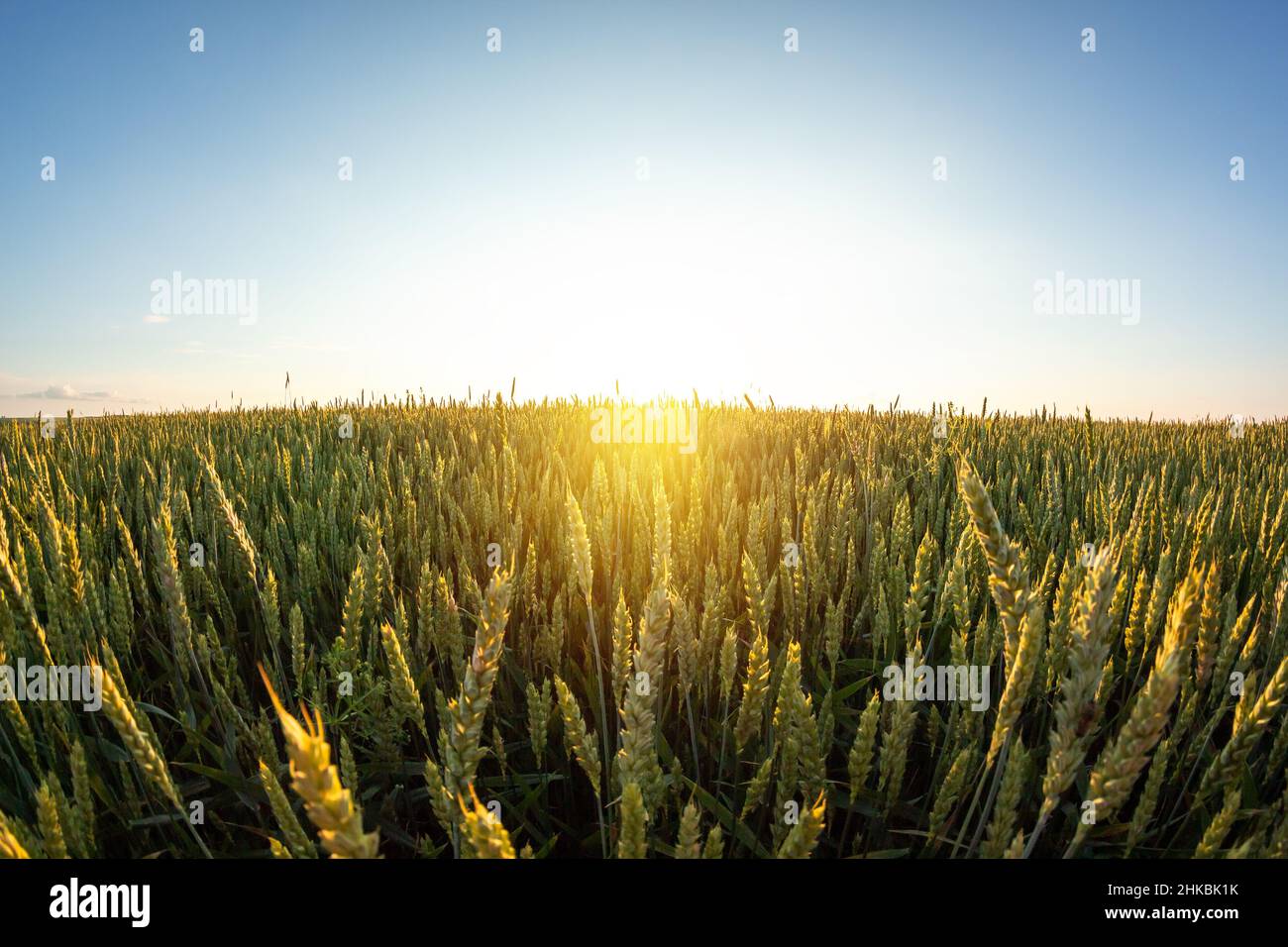 Day wheat hi-res stock photography and images - Alamy