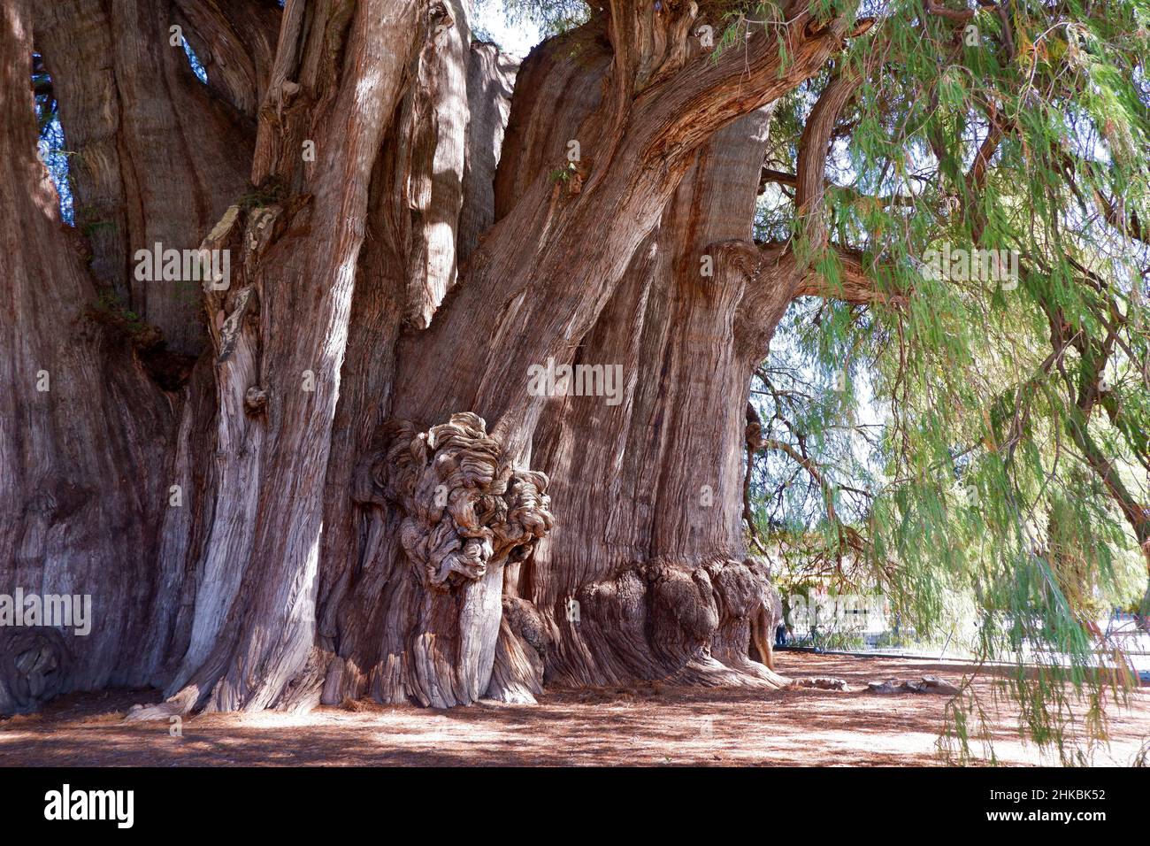 El Árbol del Tule, with the stoutest tree trunk in the world Stock ...