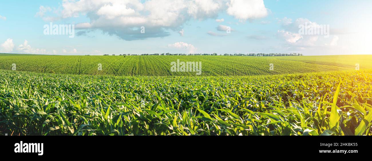 sunrise over the corn field Stock Photo - Alamy