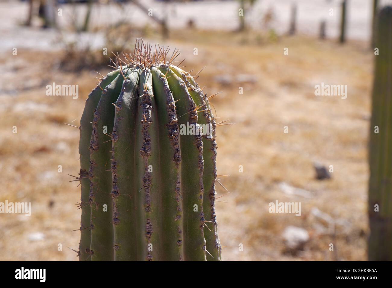 Cactus in the Mexican desert, Hierve el Agua, Oaxaca Stock Photo - Alamy