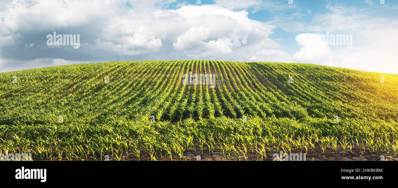 sunrise over the corn field Stock Photo - Alamy